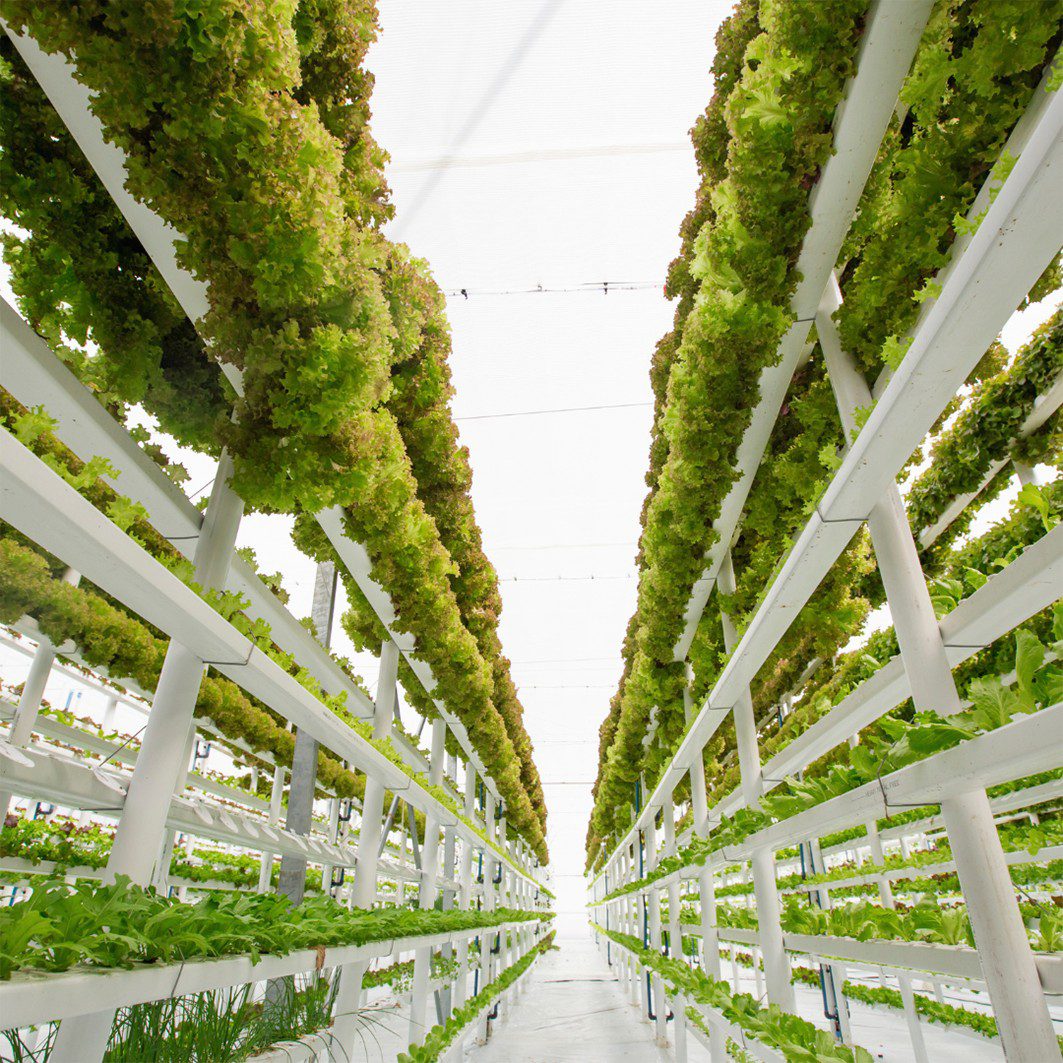 Taking innovation to the root: Vertical Farming - Northern Insight Magazine